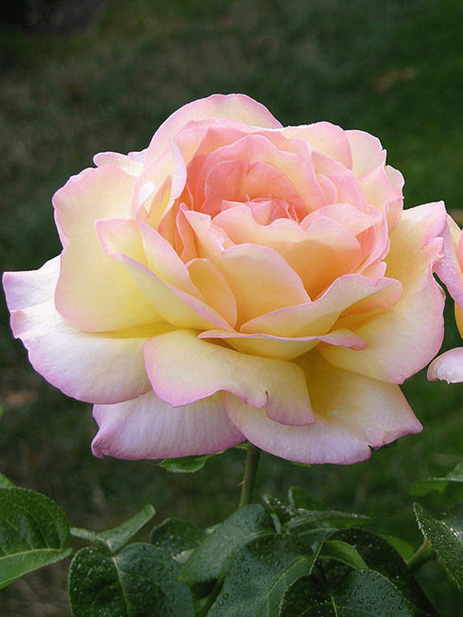 Rose Survey Results | Professional and Continuing Education Oregon ...