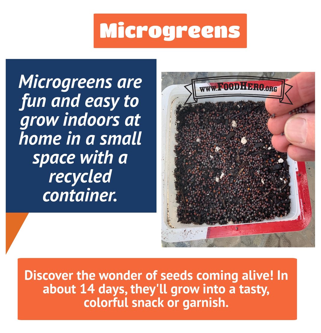 Growing Microgreens in the Classroom | Farm to School and Nutrition ...